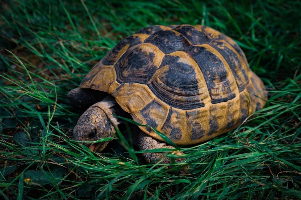 Math in Nature: Patterns, Shapes, and Real-World Examples
