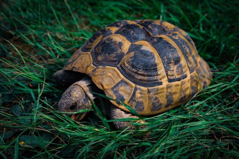 Math in Nature: Patterns, Shapes, and Real-World Examples