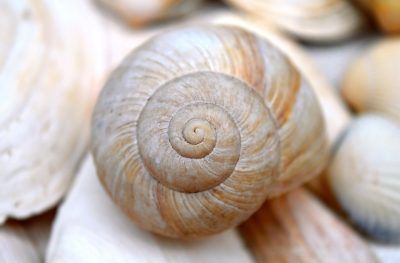 Math in Nature: Patterns, Shapes, and Real-World Examples