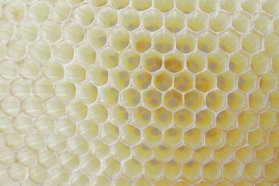 Math in Nature: Patterns, Shapes, and Real-World Examples