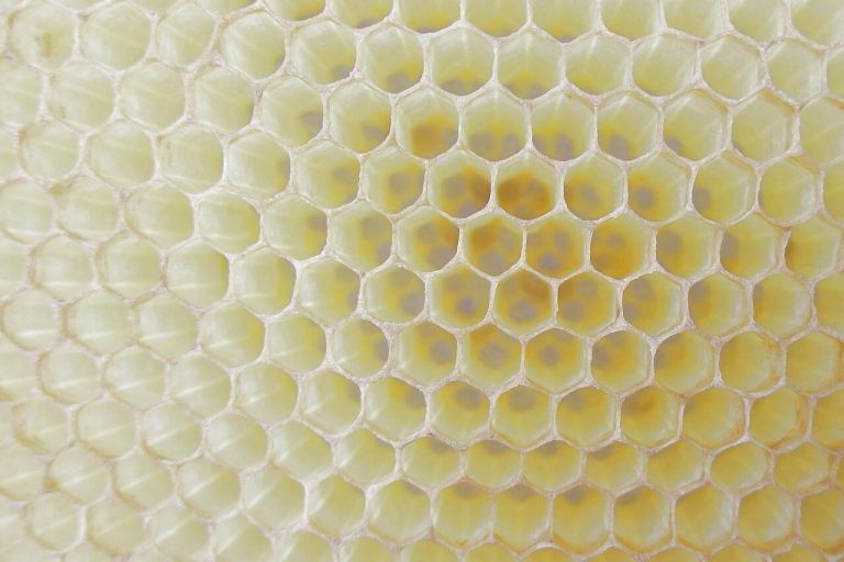 Math in Nature: Patterns, Shapes, and Real-World Examples